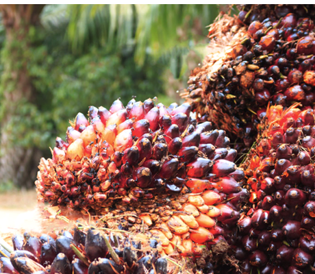 Oil palm sector faces sustainability crisis, as climate, market shocks ...