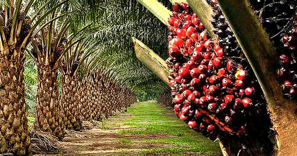Editorial: Tackling oil palm production deficit - The Business ...